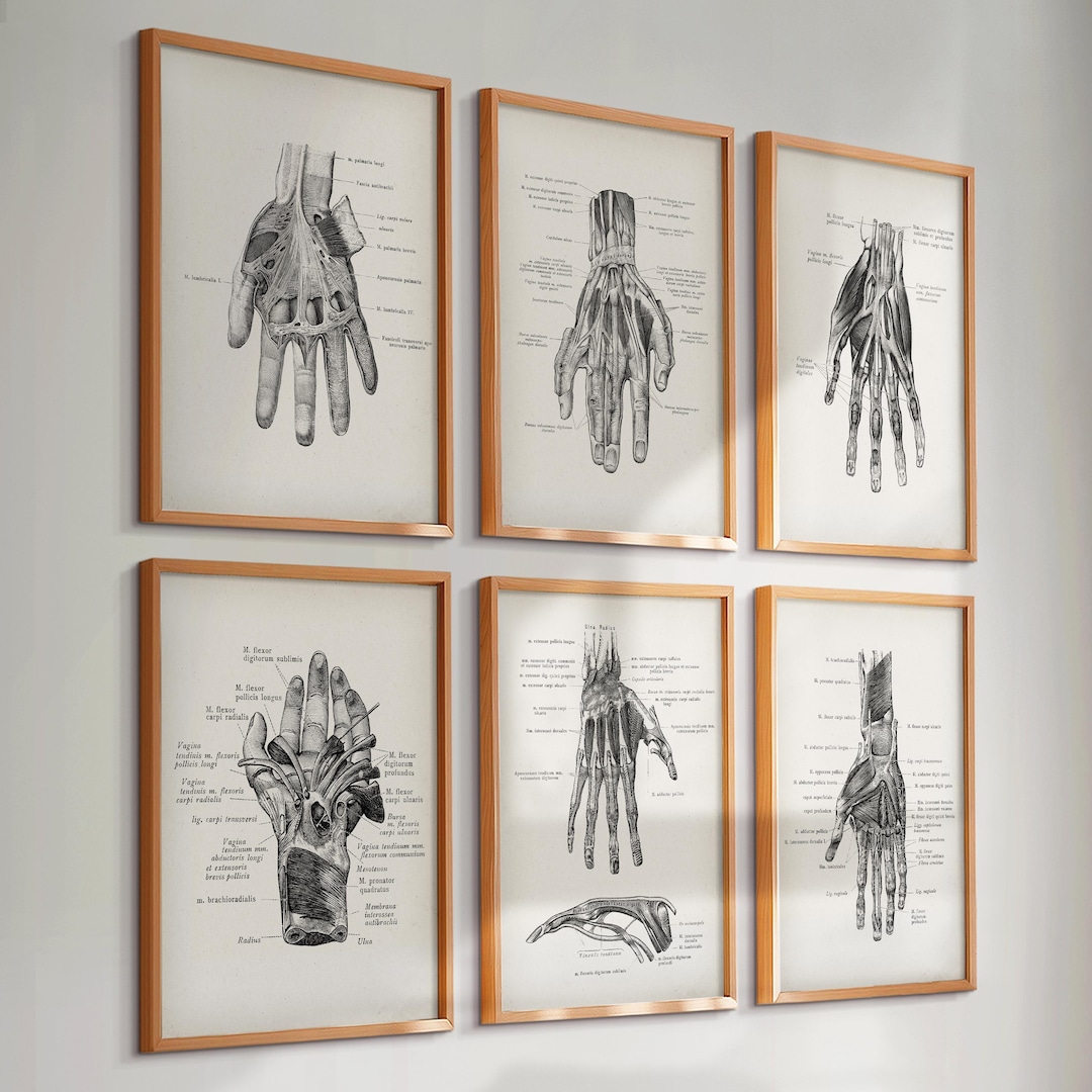 Set 6 Vintage Hand and Wrist Anatomy Posters Palm Anatomy Upper Limb ...