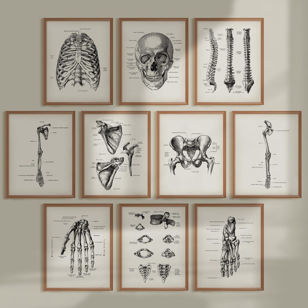 10 Skeletal System Anatomy Posters Human Skeleton Diagram Orthopedic ...