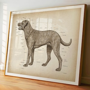 4 Vintage Dog Anatomy Posters, Canine Physiology, Biology Print, Animal ...
