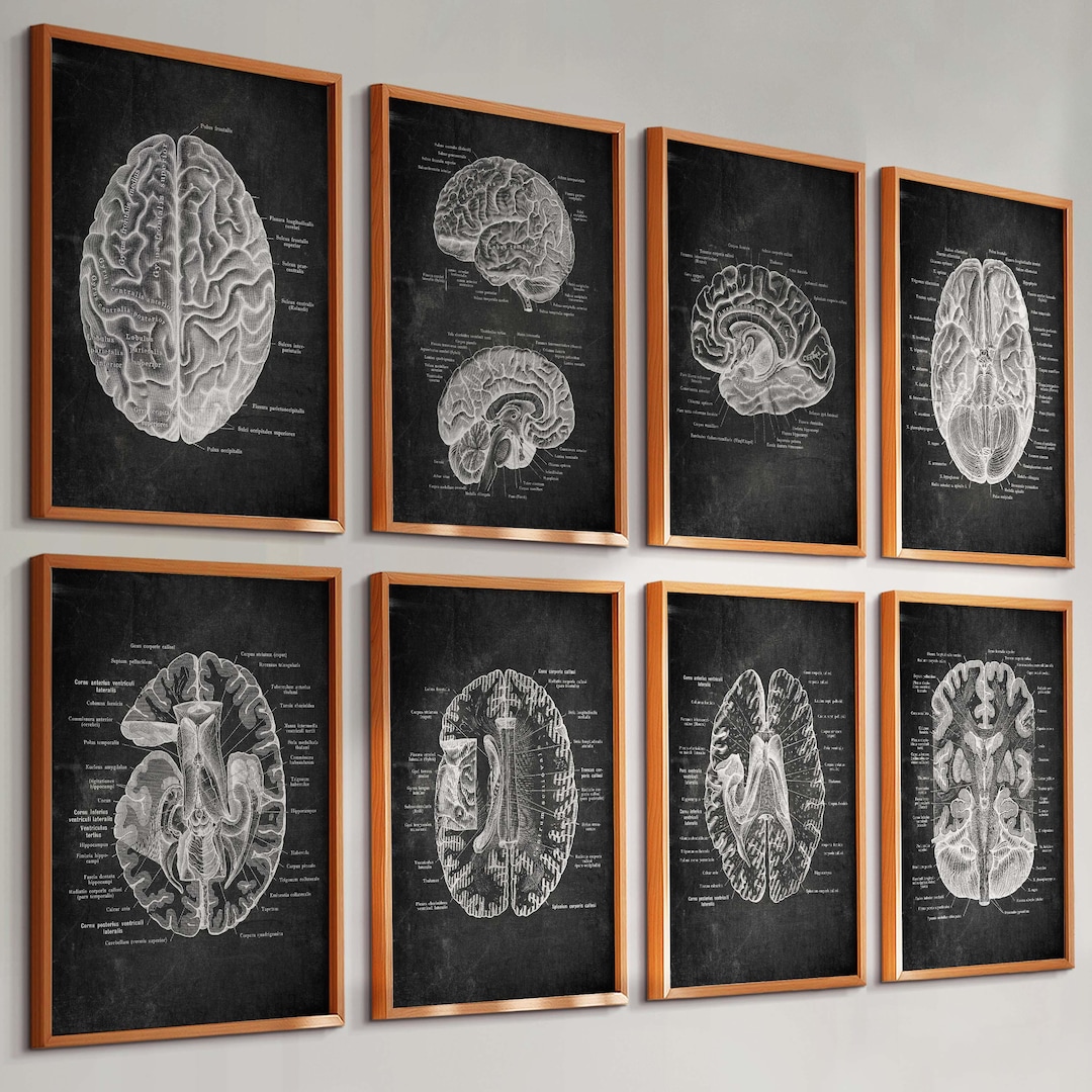 8 Brain Anatomy Prints Brain Cross Section Diagram Neurology Poster ...