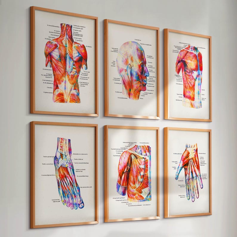Set 6 Watercolor Anatomy Posters Muscular System Diagram Medical Art ...