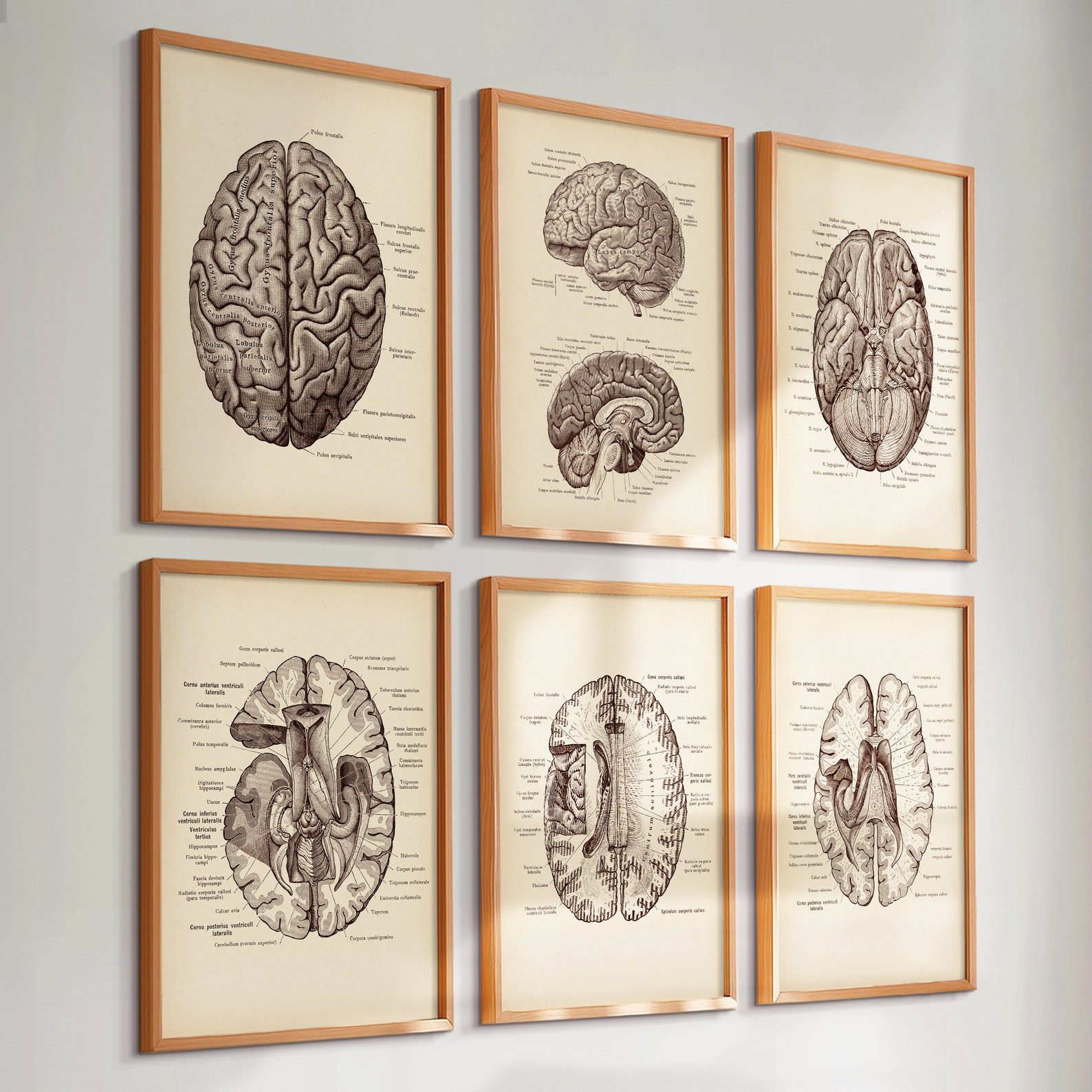 Set 6 Vintage Brain Anatomy Art Neurology Art Medical Art Neurologist ...