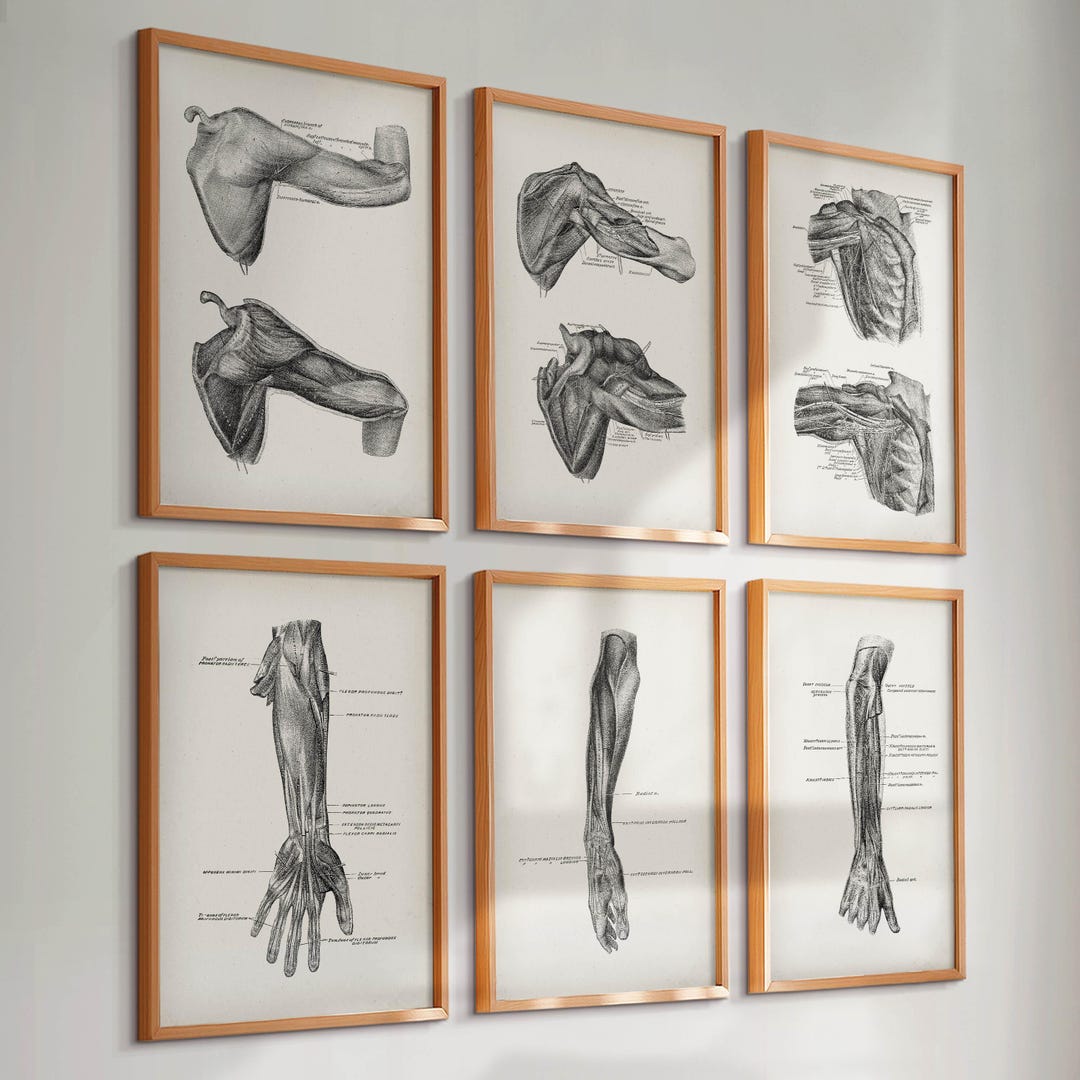Set 6 Vintage Hand Anatomy Posters Elbow Joint Shoulder Joint Medical ...