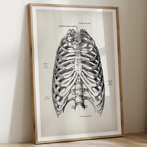 10 Skeletal System Anatomy Posters Human Skeleton Diagram Orthopedic ...