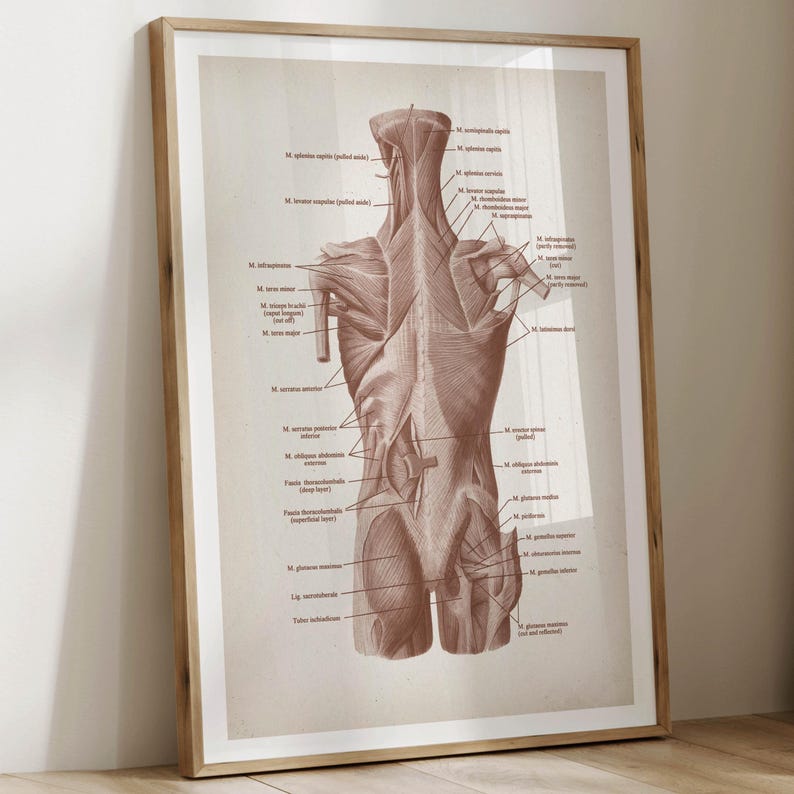 Set 6 Vintage Surgical Anatomy Art Musculoskeletal System Posters ...