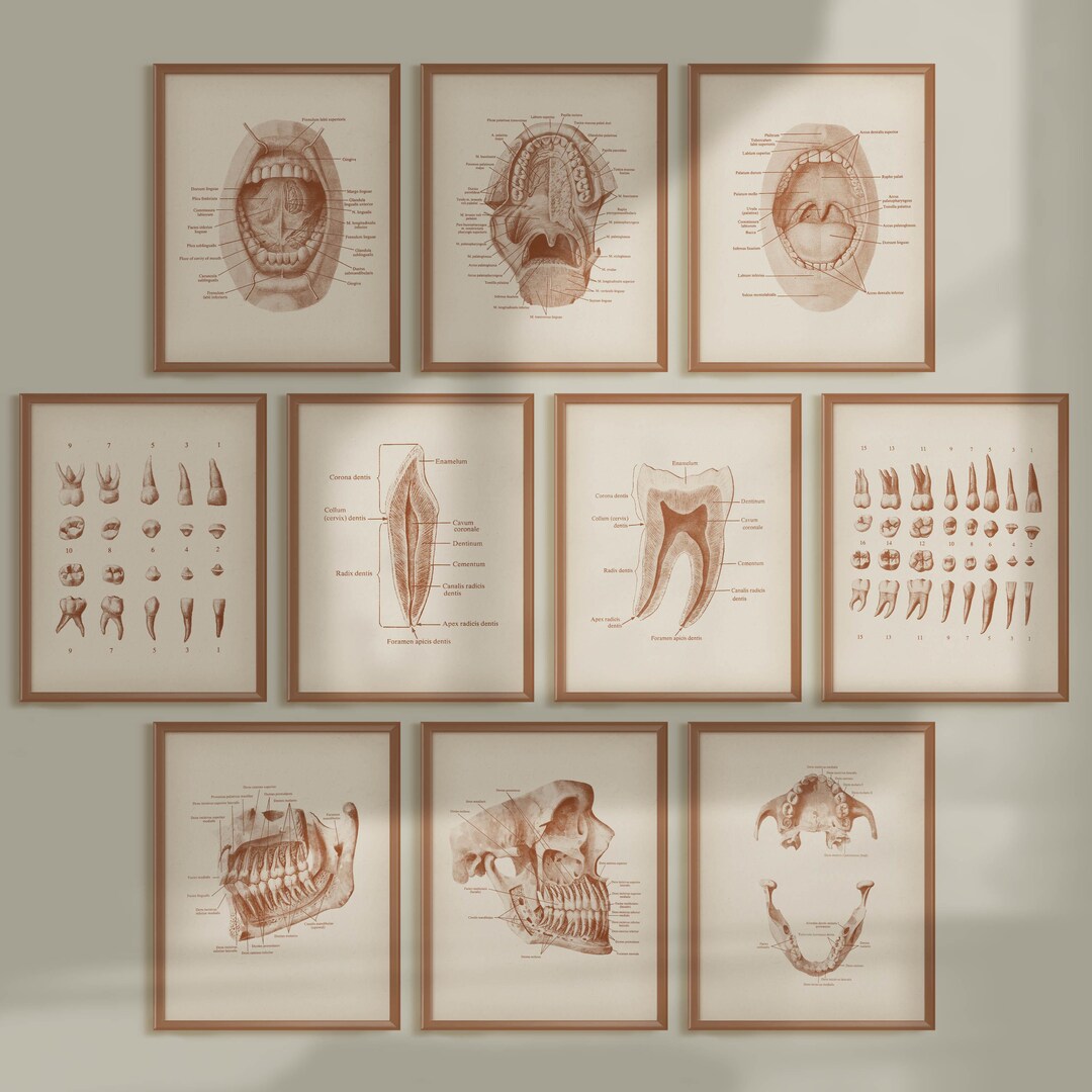 10 Vintage Tooth Anatomy Prints, Dentistry Poster, Dental Art, Medical ...