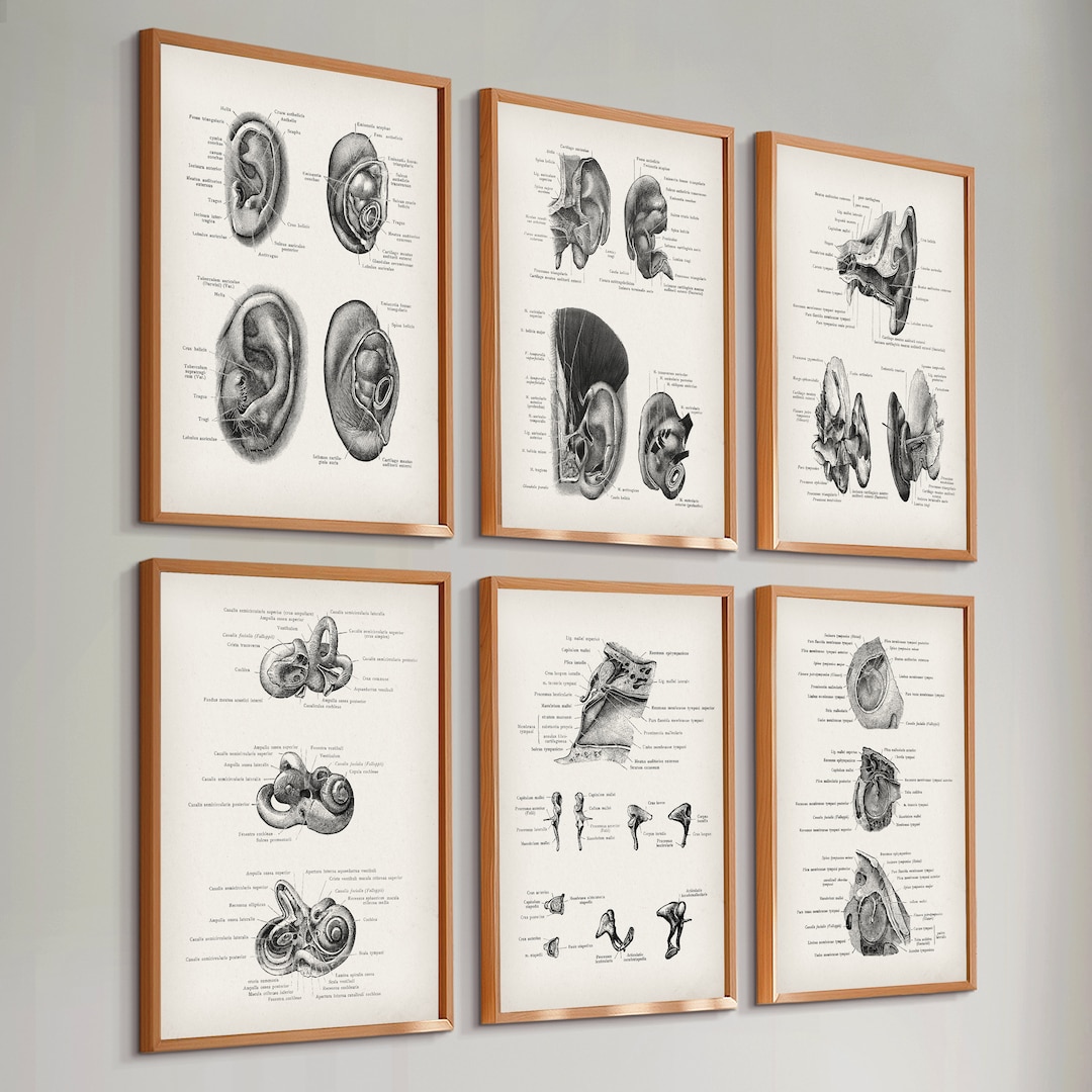 6 Vintage Ear Anatomy Art, Inner Ear Cross Section Diagram, Hearing ...