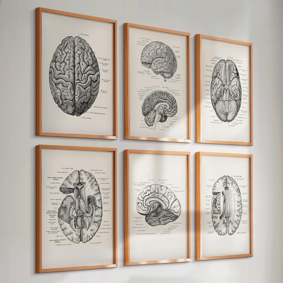 Set 6 Brain Anatomy Posters Neurology Art Neuroscience Art Medical Art ...
