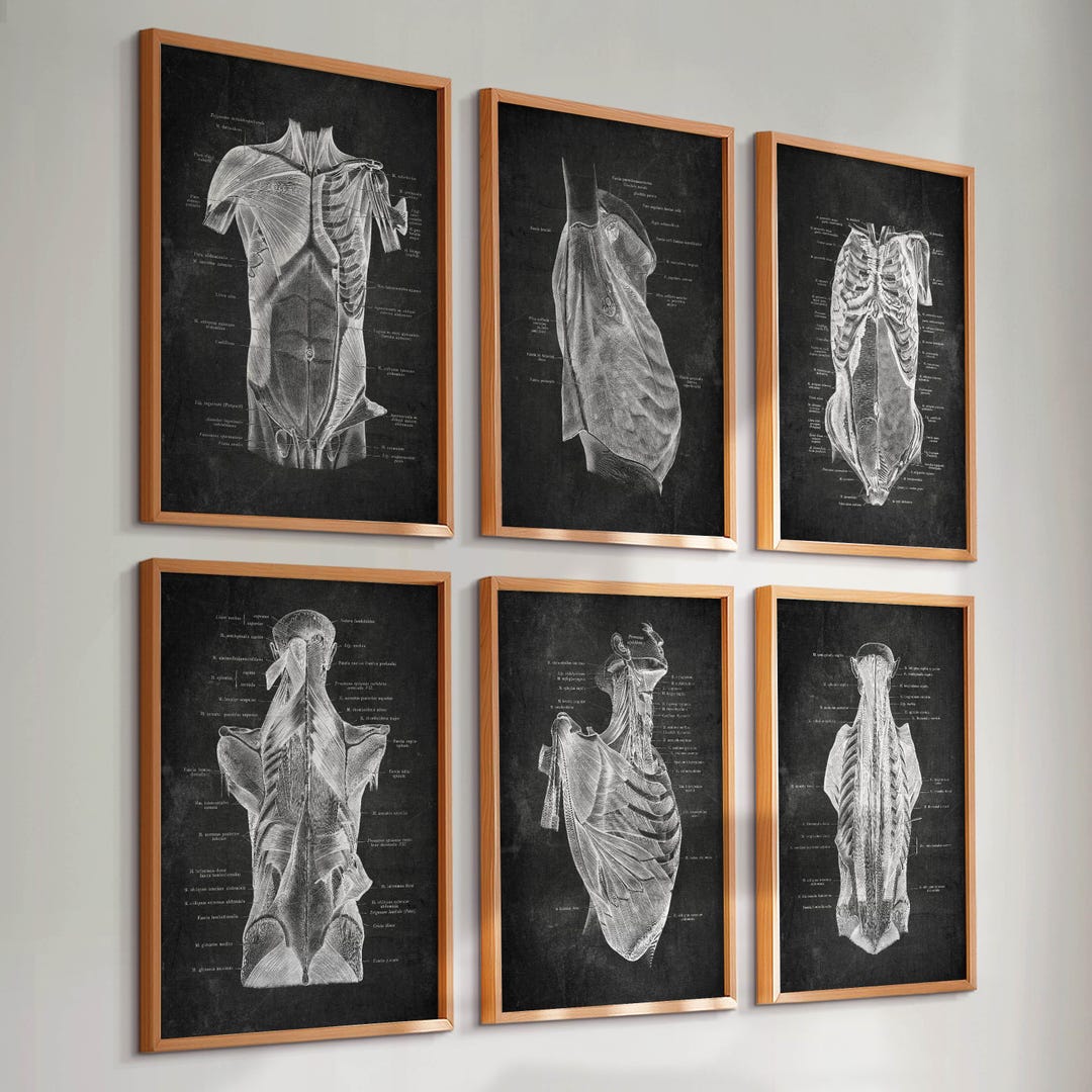 Set 6 Anatomy Posters Muscular System Diagram Torso Muscles Structure ...