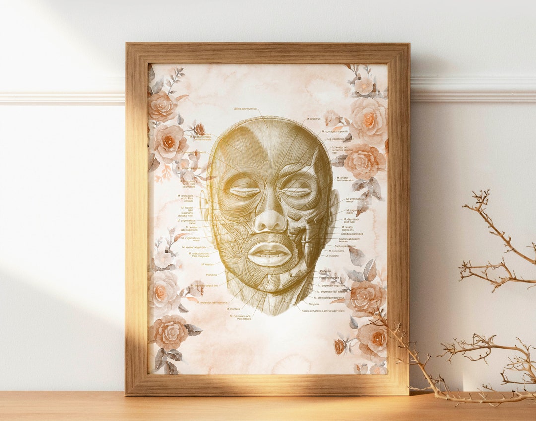 Face Anatomy Art Facial Muscles Physiology Poster Head Anatomy Art ...