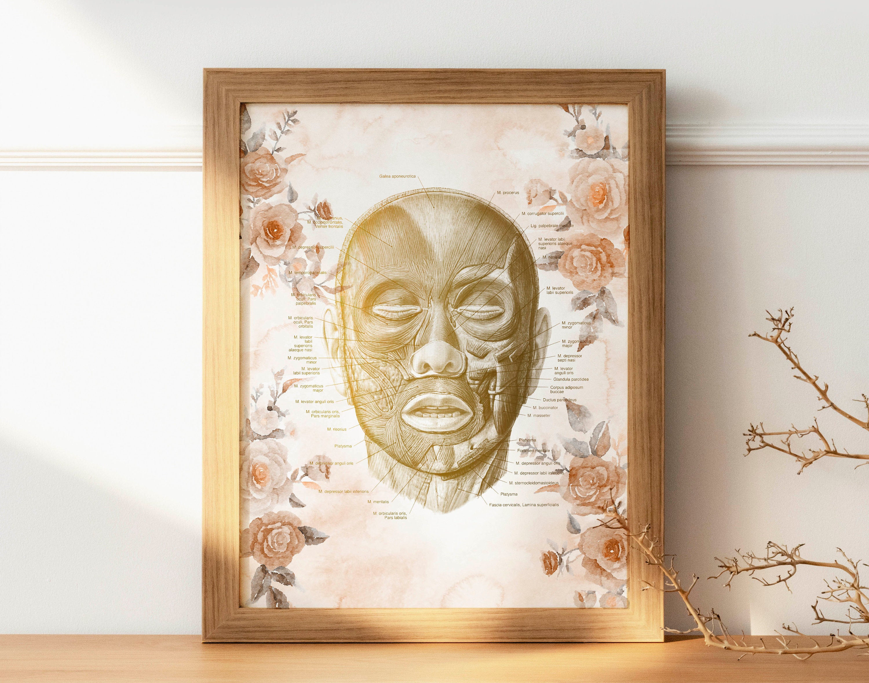 Face Anatomy Art Facial Muscles Physiology Poster Head Anatomy Art ...