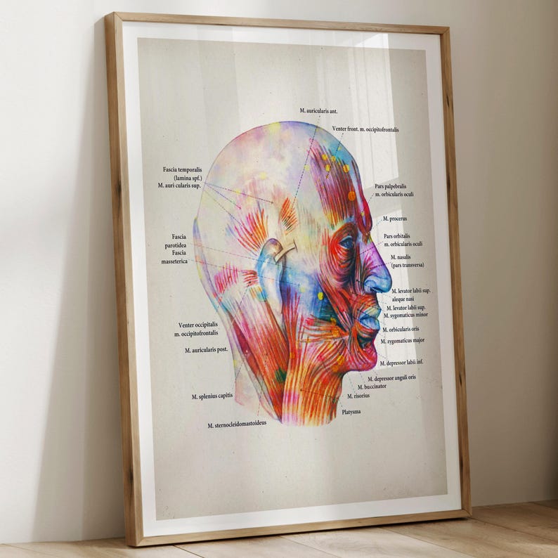 8 Watercolor Anatomy Prints Muscular System Poster Medical Artwork ...