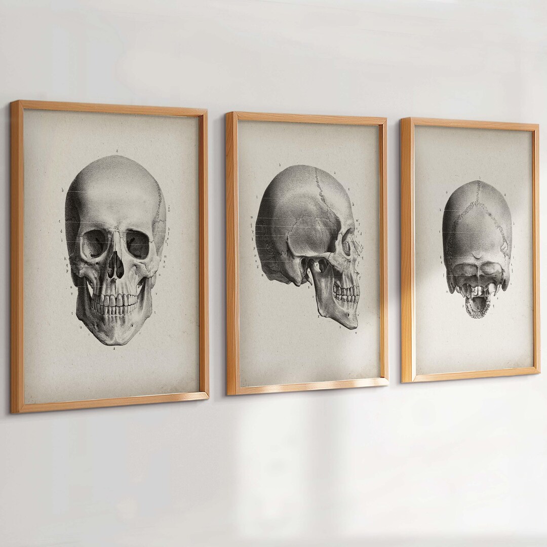 Set 3 Human Skull Anatomy Art Skeleton Art Skull Bones Diagram ...