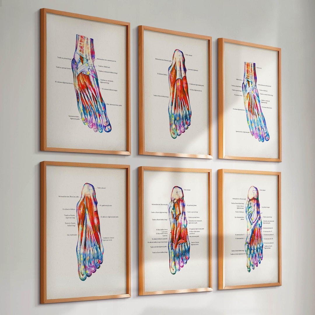 Set 6 Watercolor Foot Anatomy Posters Foot Muscles Diagram Medical Art ...