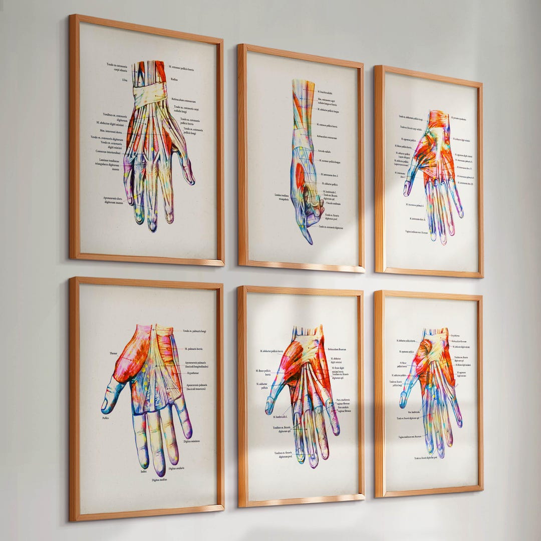 Set 6 Watercolor Hand Anatomy Limb Anatomy Posters Palm Muscles Diagram ...