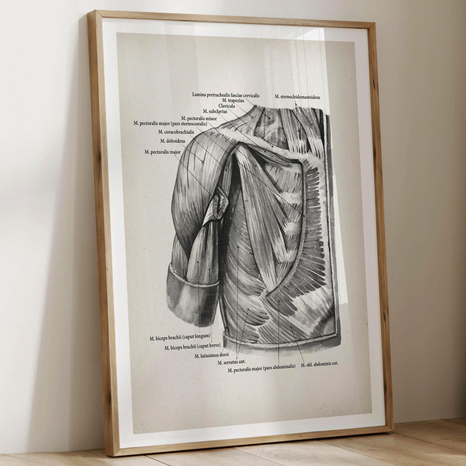 Set 6 Vintage Anatomy Posters Muscular System Prints Medical Art ...