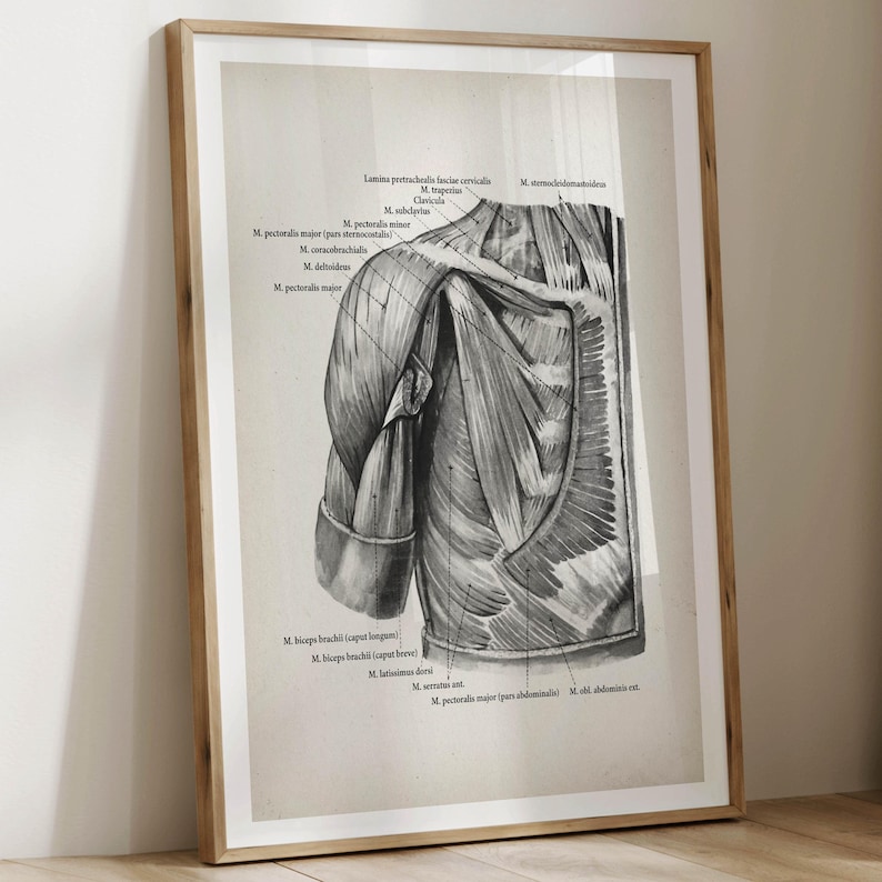 Set 6 Vintage Anatomy Posters Muscular System Prints Medical Art ...