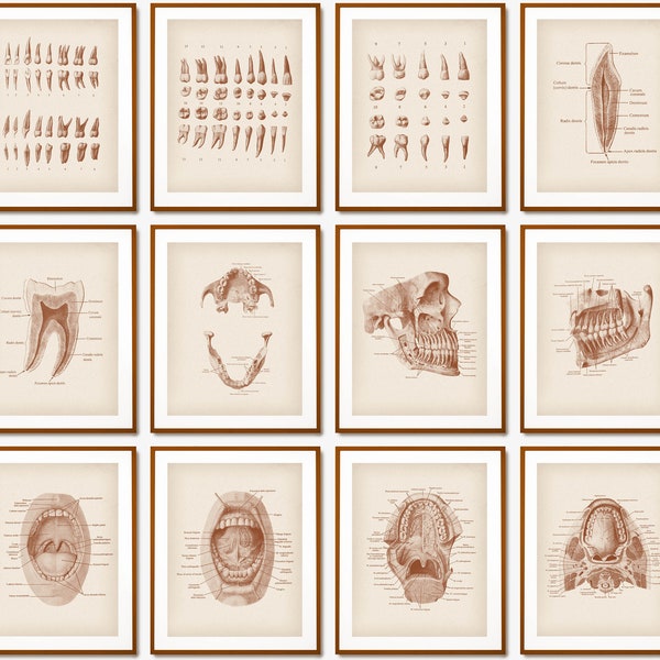 Vintage Dental - Etsy