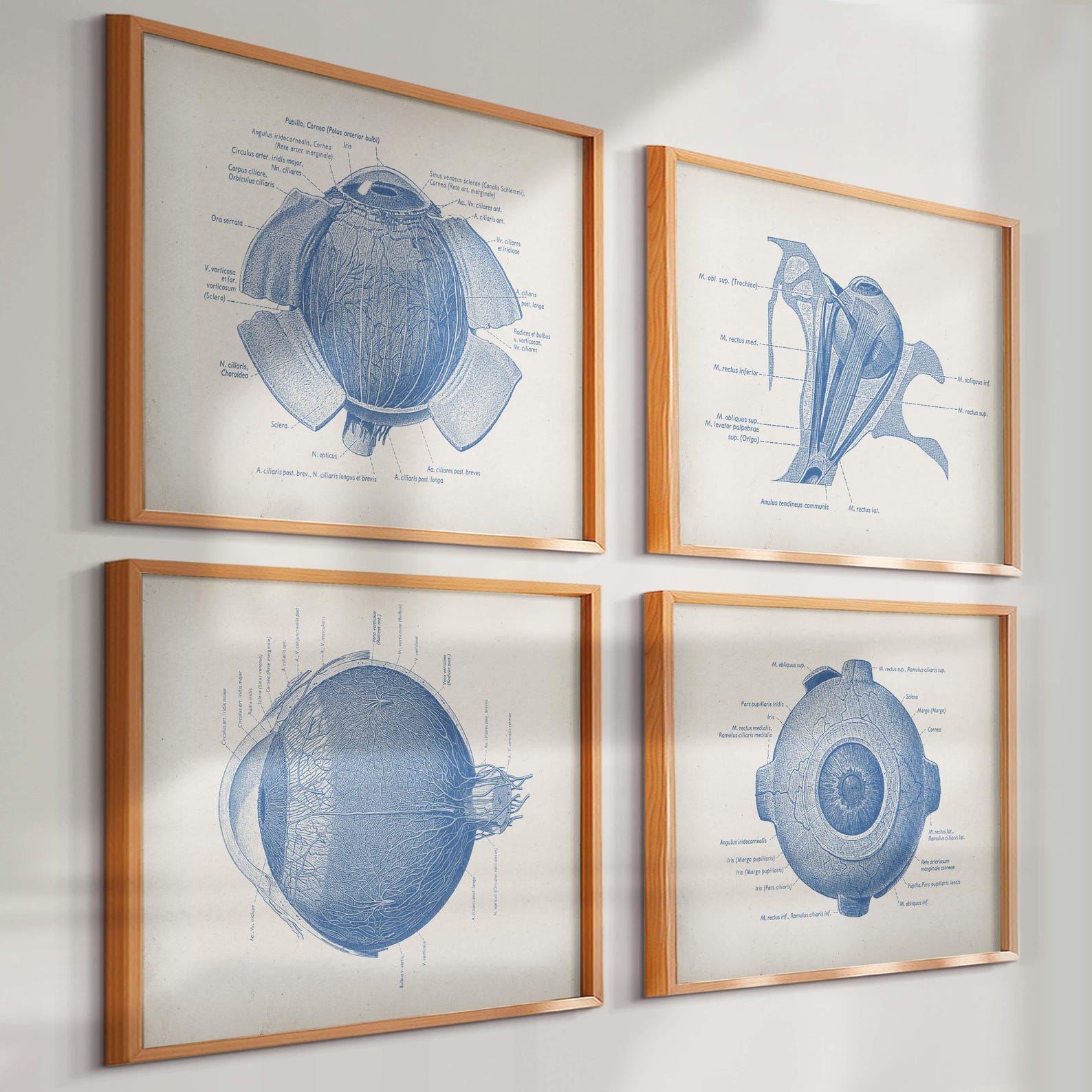 Vintage Eye Anatomy Poster Set 4, Antique Medical Wall Decor ...