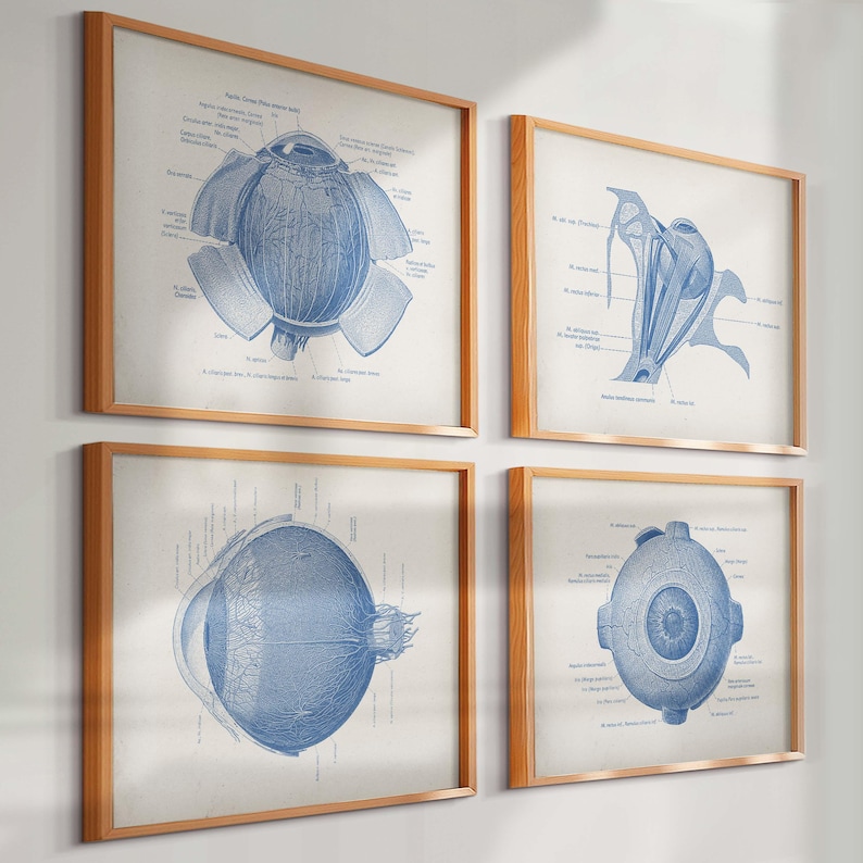 Vintage Eye Anatomy Poster Set 4, Antique Medical Wall Decor, Ophthalmology Print, Optometry ...