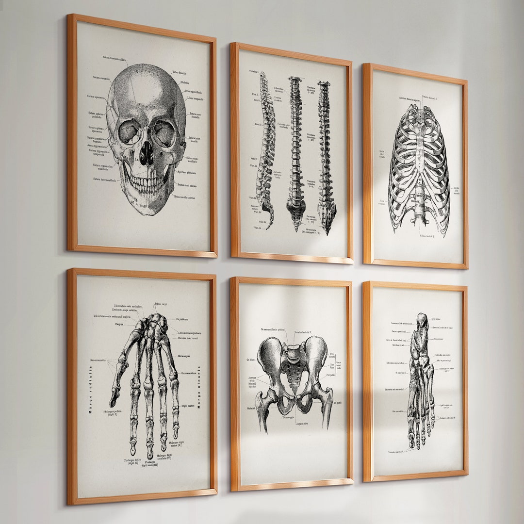 Set 6 Vintage Skeleton Anatomy Posters Skeletal System Diagram Medical ...