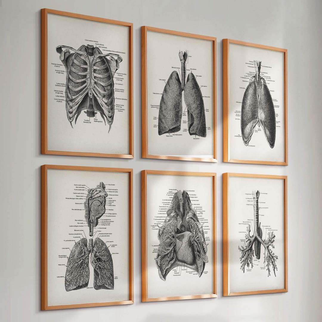 6 Vintage Respiratory System Prints Lungs Poster Bronchial Tree Print ...