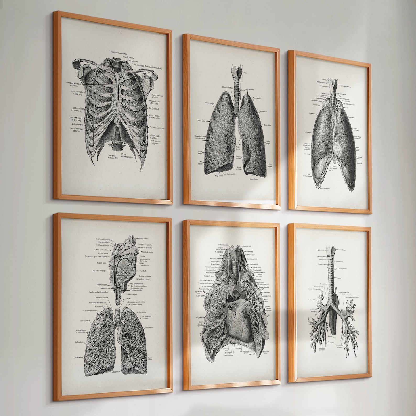 6 Vintage Respiratory System Prints Lungs Poster Bronchial Tree Print ...
