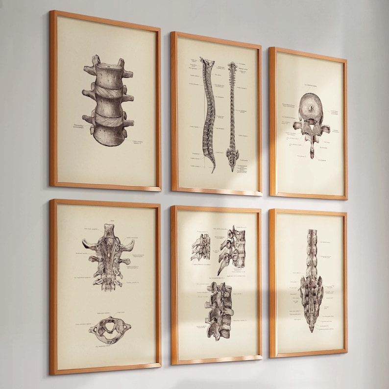 Set 6 Vintage Spine Anatomy Art Vertebral Column Vertebrae Spinal ...