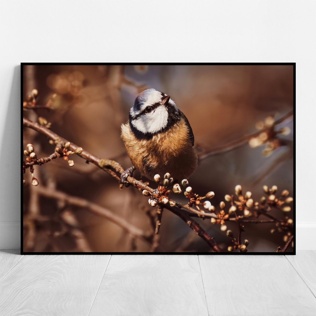 CURIOSITY Art Print Fine Art Photography Animal Print Bird Poster ...