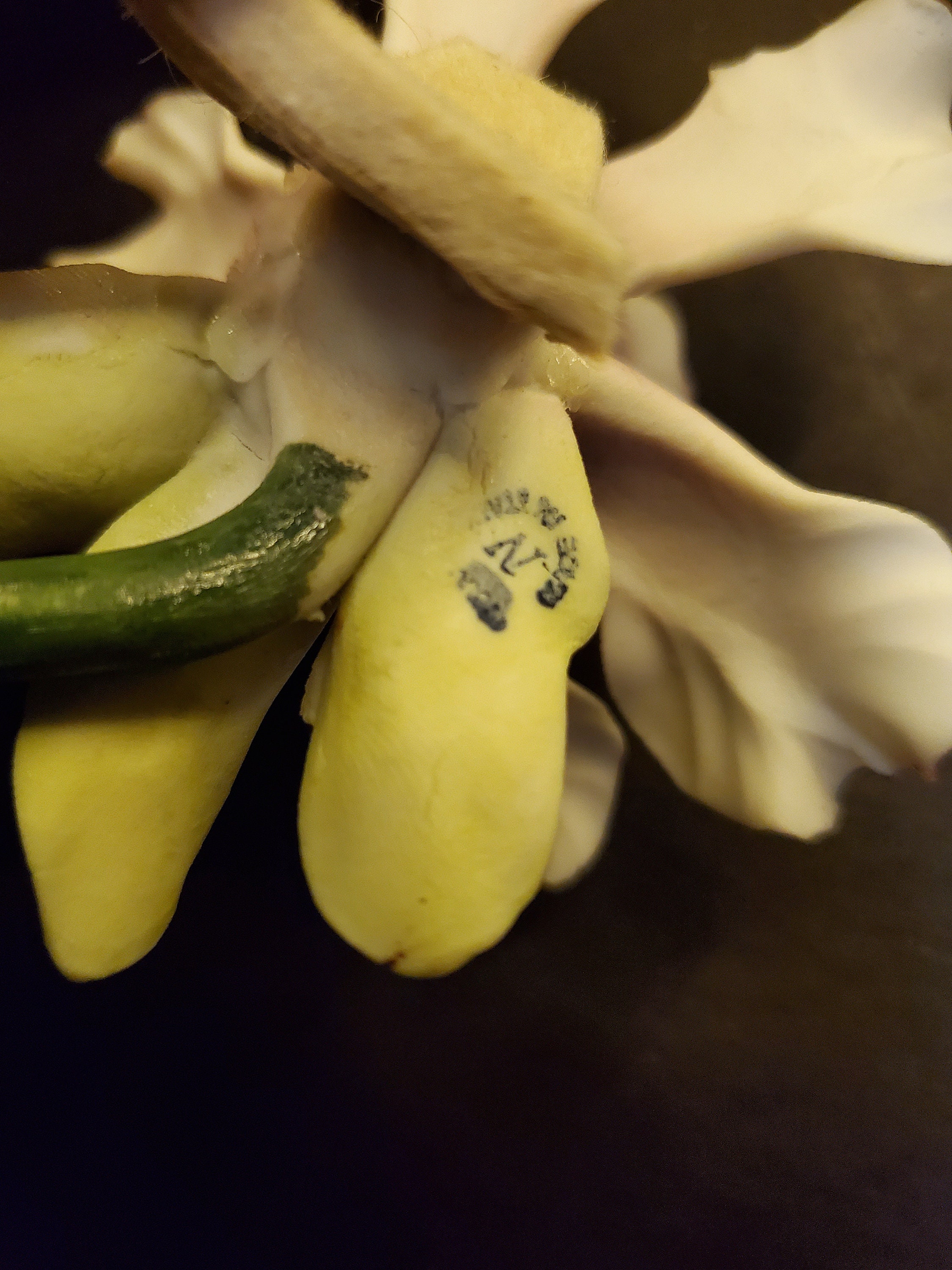 Visconti Mollica Capodimonte Flower - Etsy