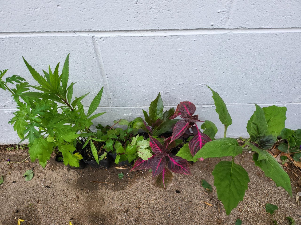 Hmong Medicinal Herbs Starter Live Plant 8 Piece Variety - Etsy