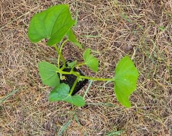 1 Perennial Chayote Squash Seed/plant soft Prickly/smooth Skin Sprouted ...