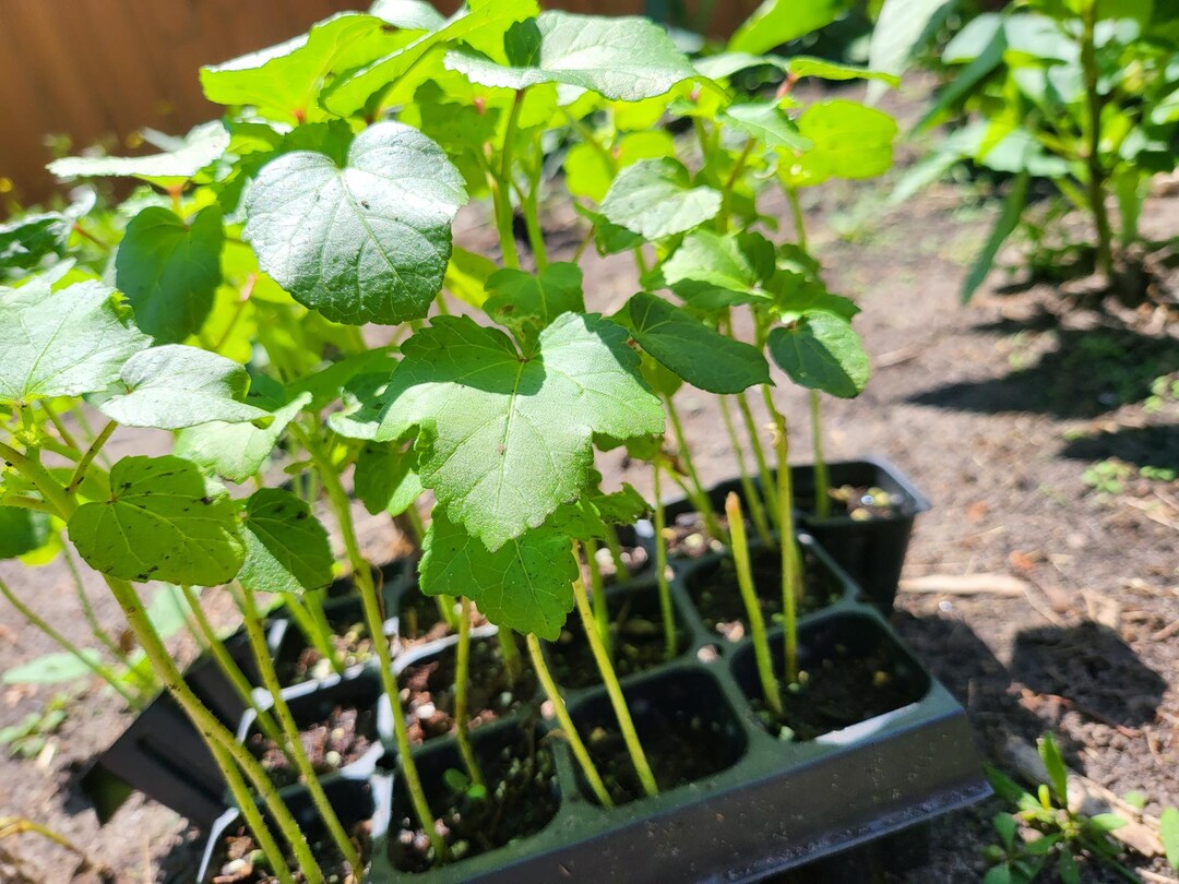 Okra hibiscus Esculentus - Etsy