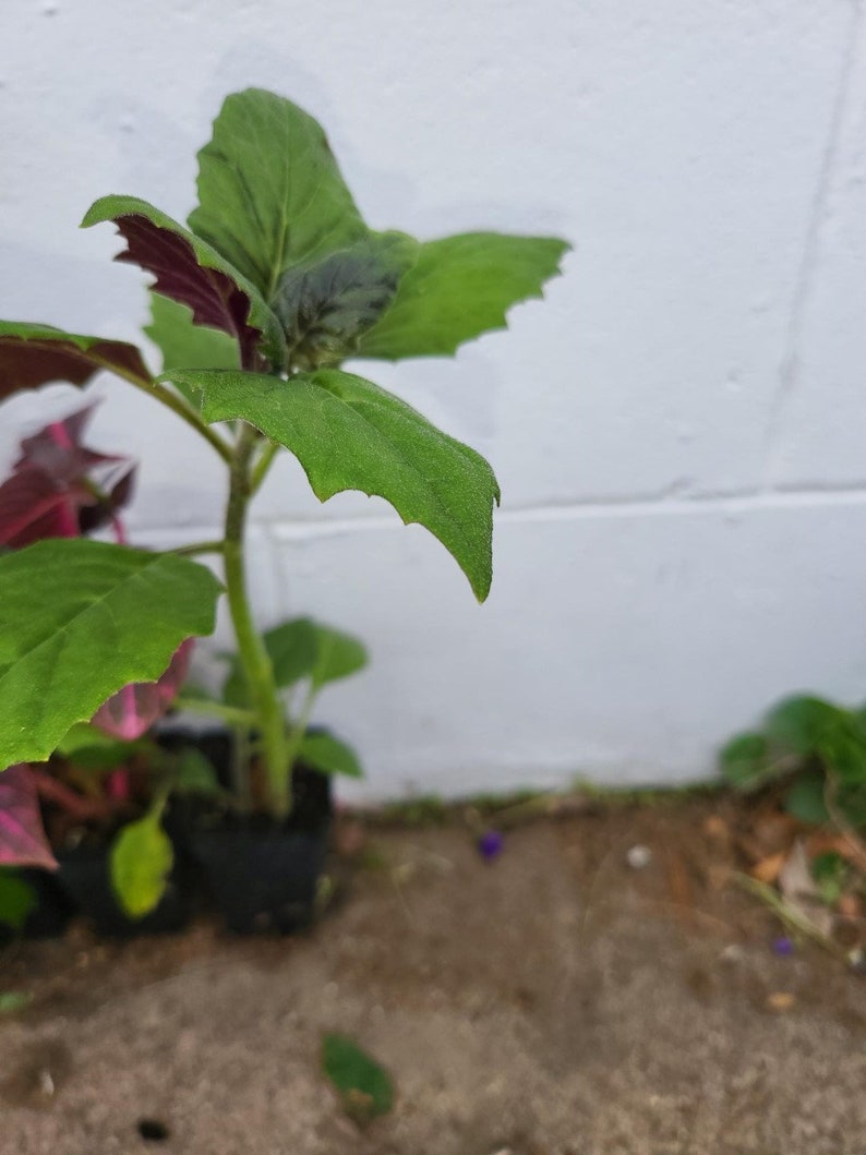 Hmong Medicinal Herbs Starter Live Plant 8 Piece Variety - Etsy
