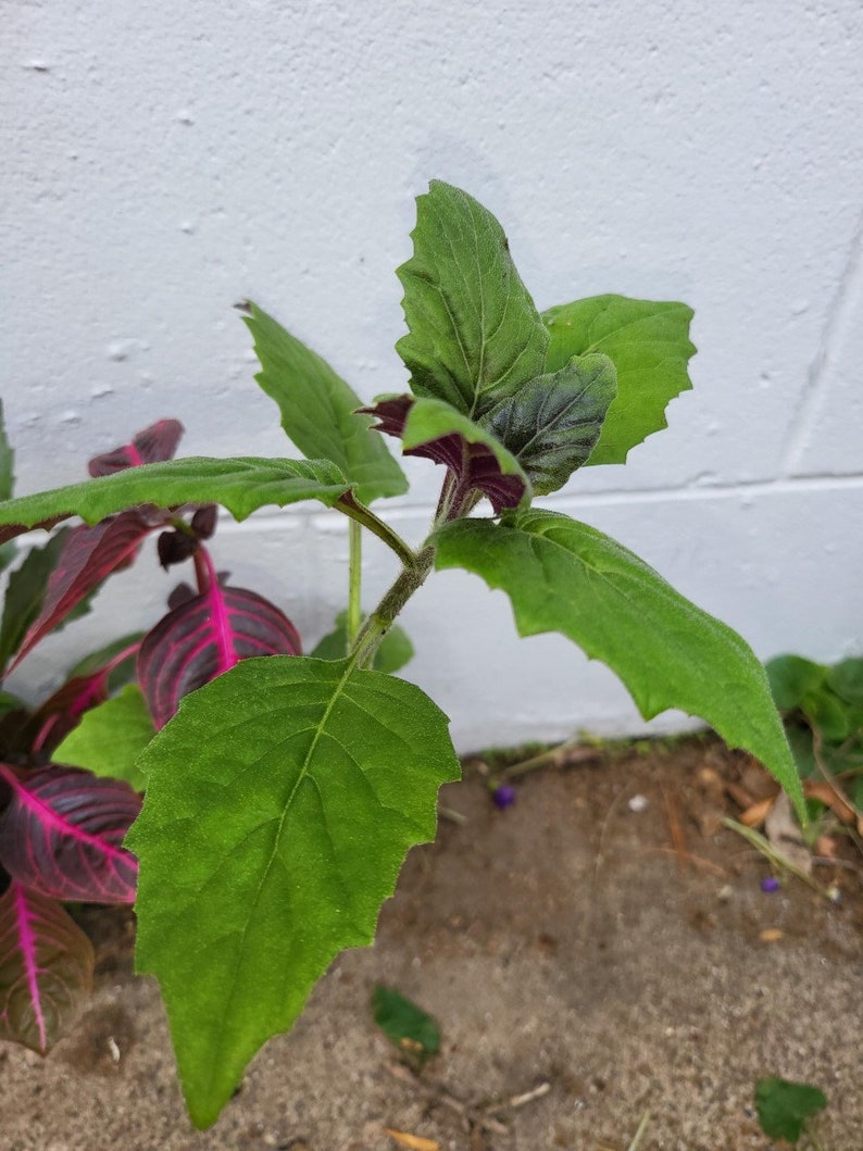 Hmong Medicinal Herbs Starter Live Plant 8 Piece Variety - Etsy