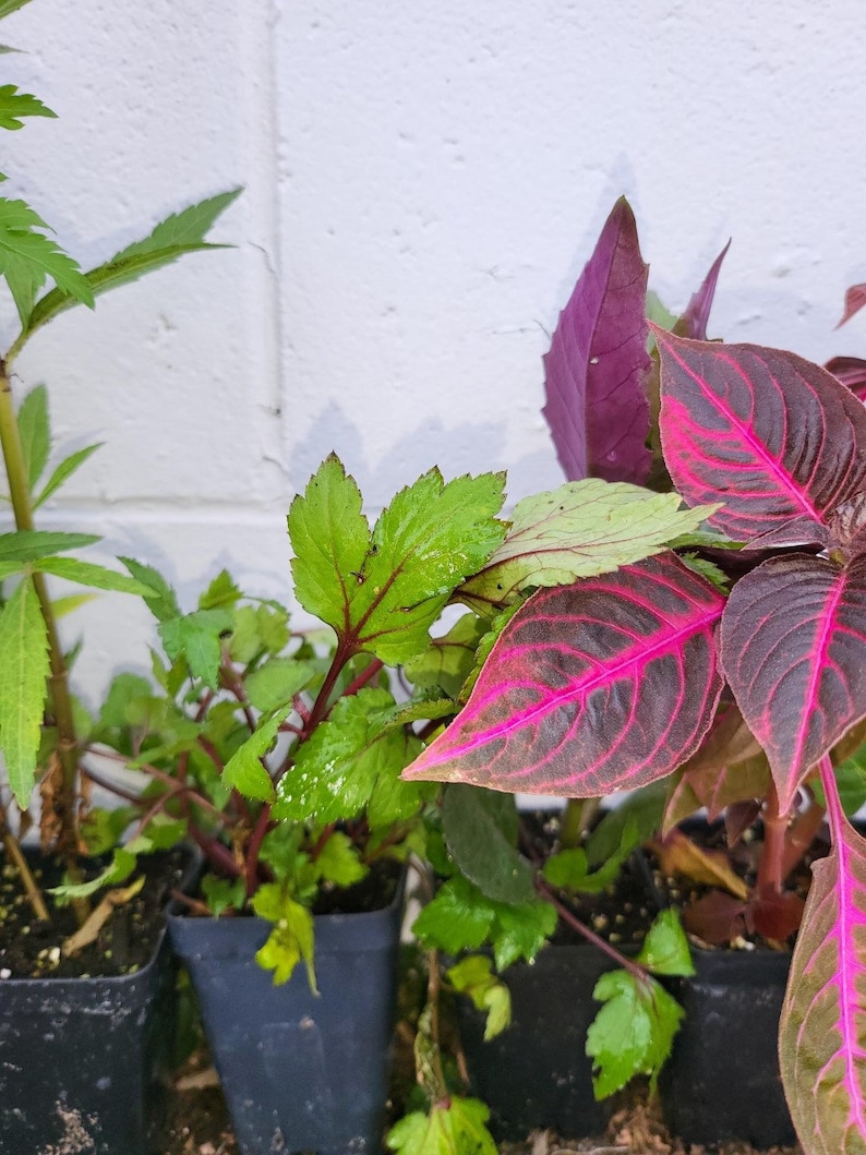 Hmong Medicinal Herbs Starter Live Plant 8 Piece Variety - Etsy