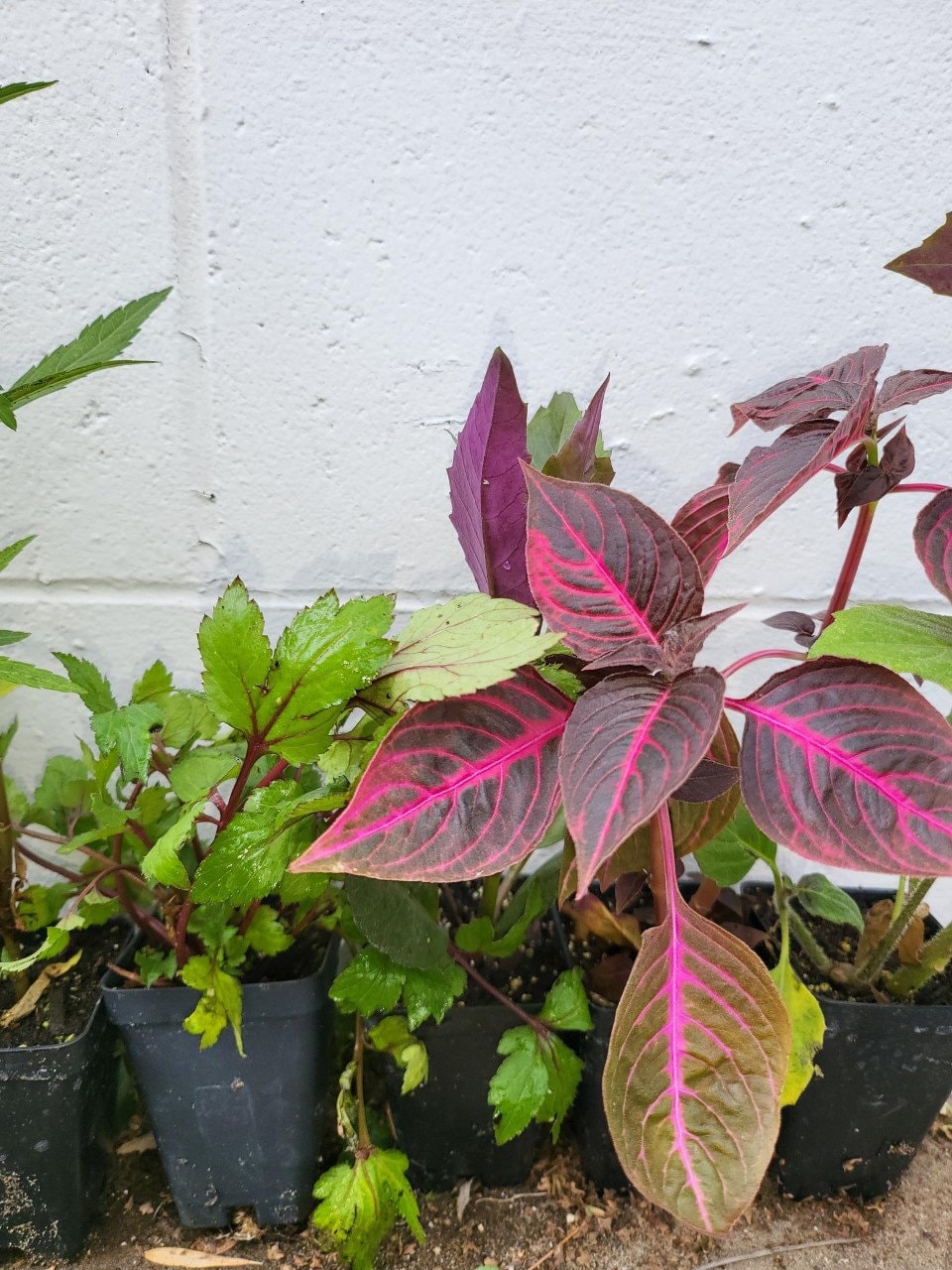 Hmong Medicinal Herbs Starter Live Plant (9 Piece Variety) - Etsy