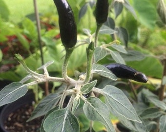 30fresh Rare Black Cobra Hot Chili,black Pepper Organic Seeds - Etsy