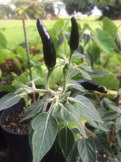 Black Cobra Pepper - Etsy