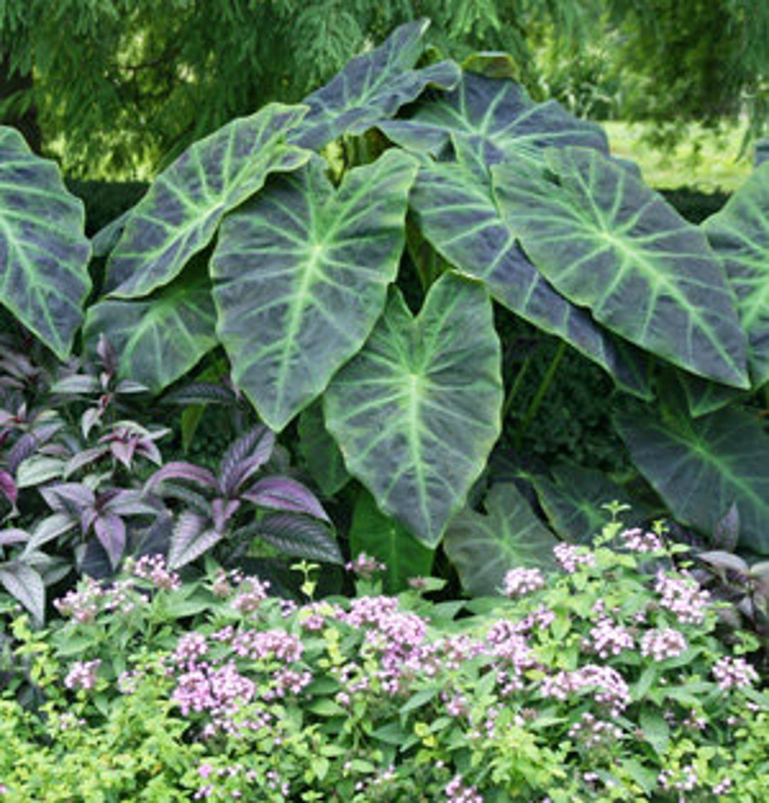 Imperial Purple Elephant Ear - Etsy