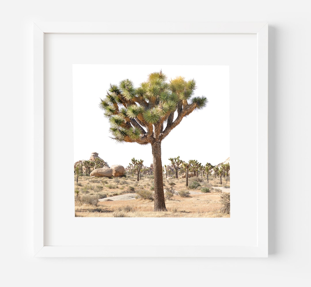 Fine Art Photography Joshua Tree Desert Art California National Park ...