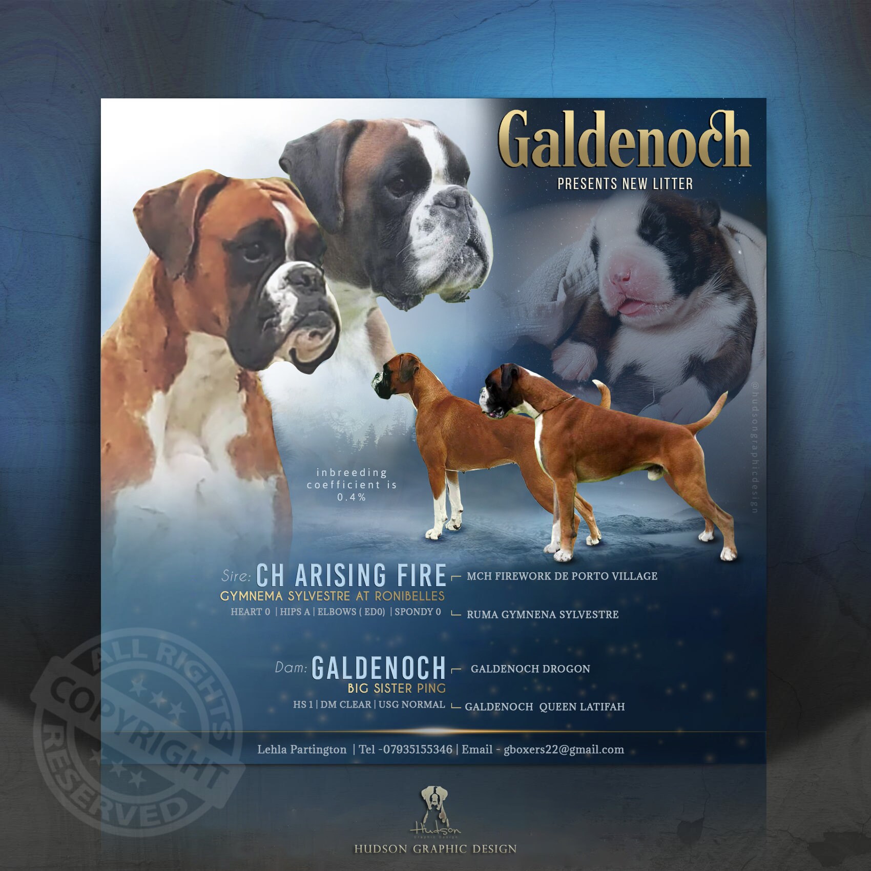 CUSTOM Graphic Design for Breeders Stud Dog Ads Planned - Etsy