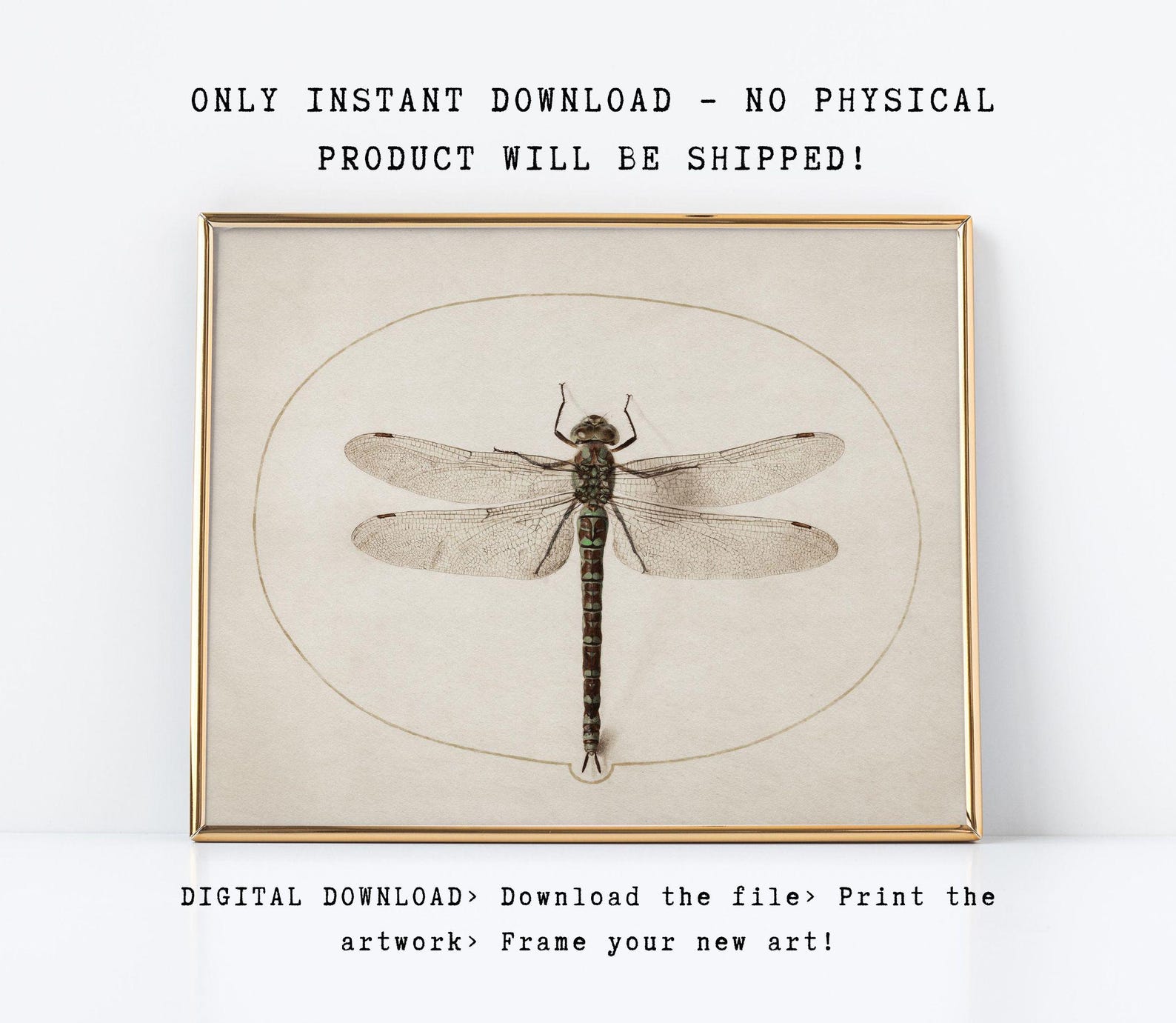 Vintage Dragonfly Wall Art Scientific Insect Illustration Print Minimal ...