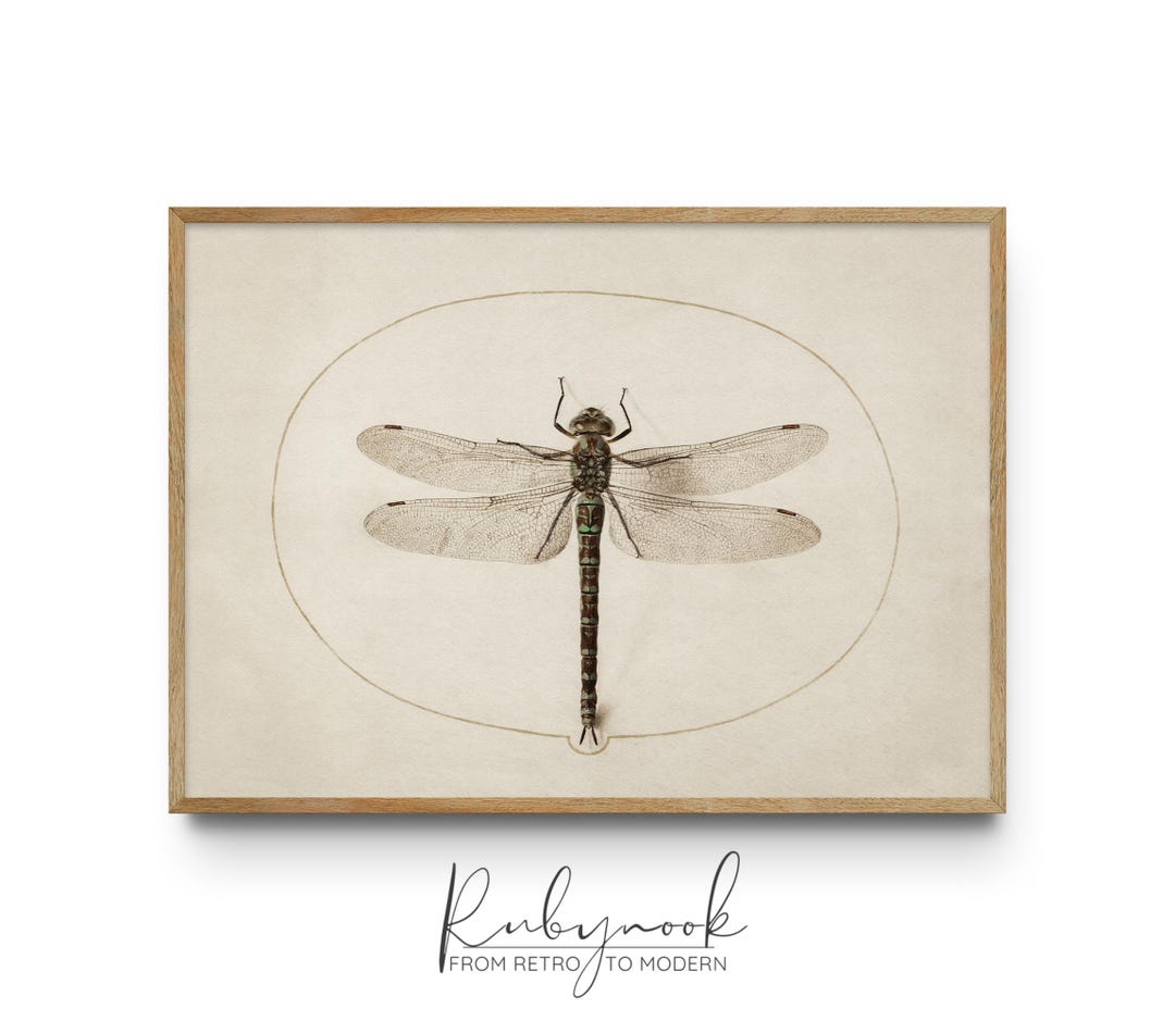 Vintage Dragonfly Wall Art Scientific Insect Illustration Print Minimal ...