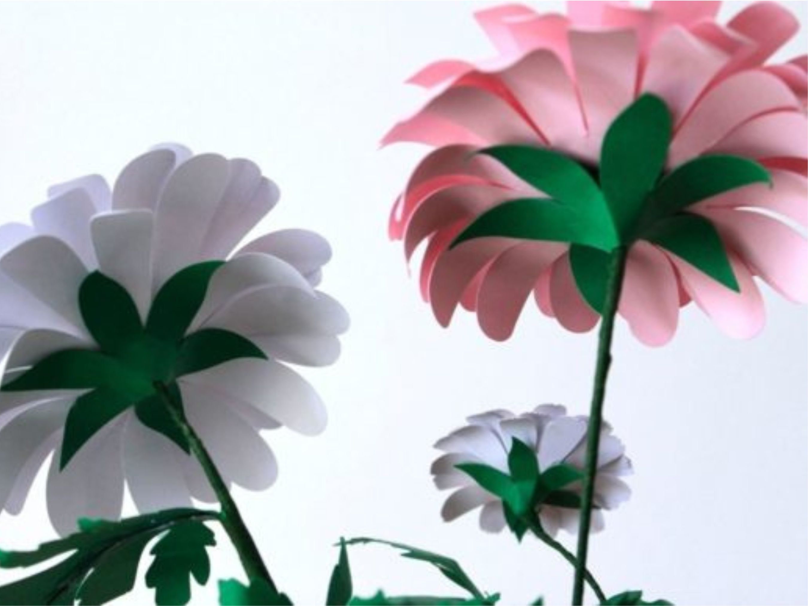 3D Daisy SVG Bundle Paper Flower Templates Gerbera, Creeping, and ...