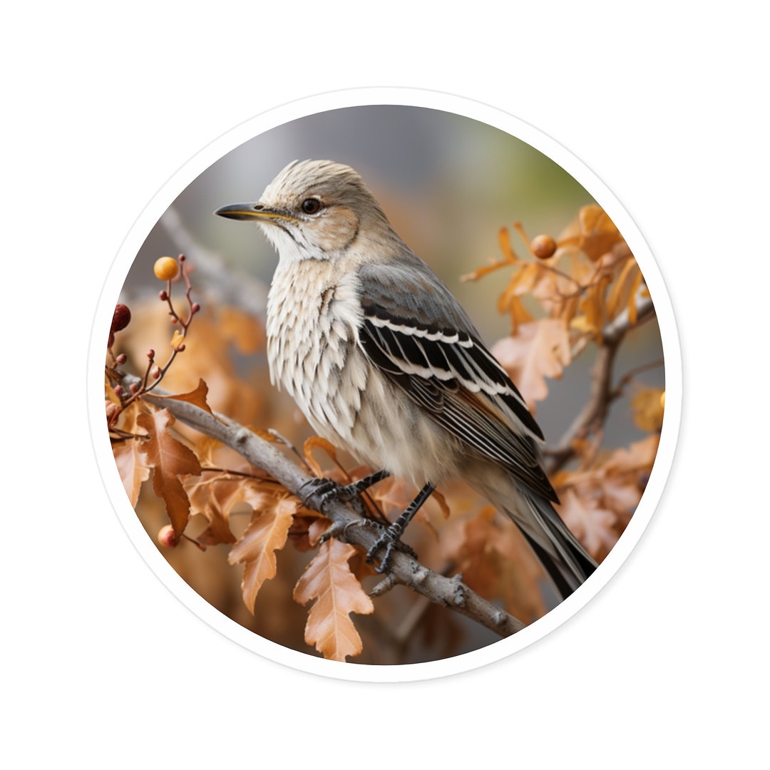 Northern Mockingbird Sticker, Bird Sticker, Laptop Sticker, Water ...