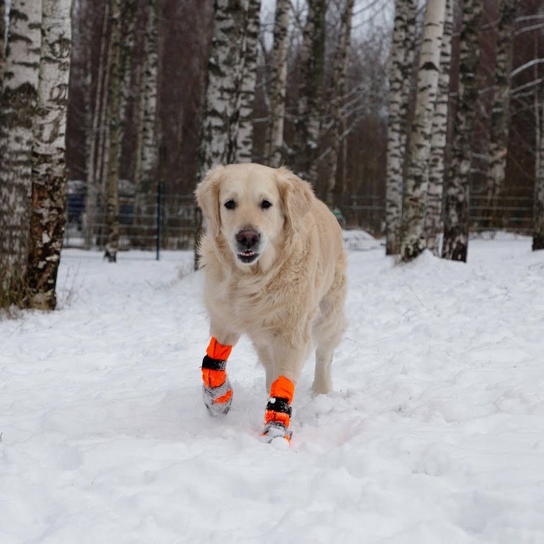 Protective Booties for Dogs, FINNERO SULO Booties, 2 Pcs/pack - Orange ...