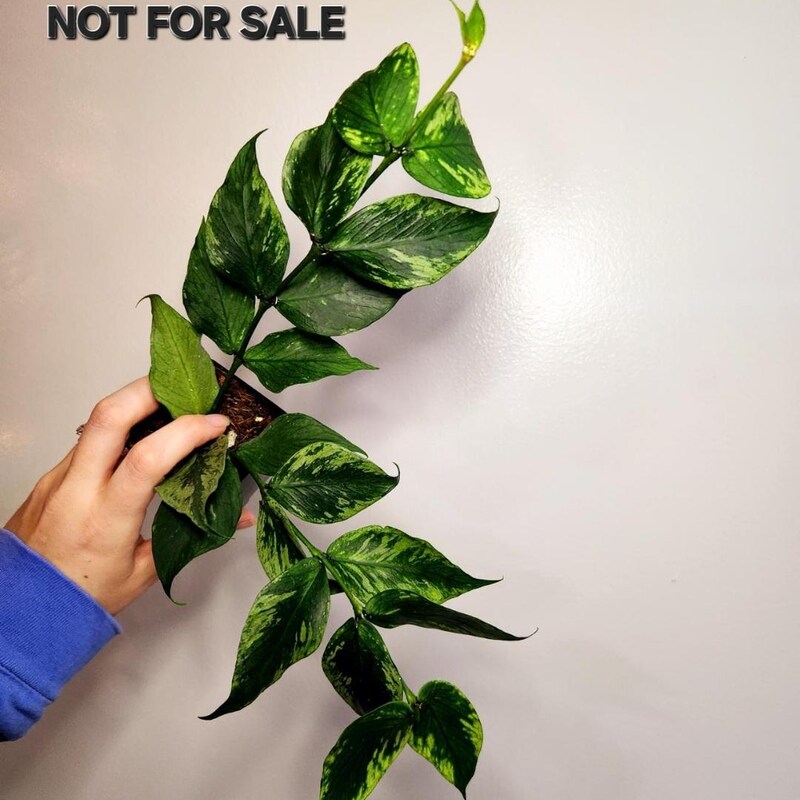 Fishtail Hoya - Etsy