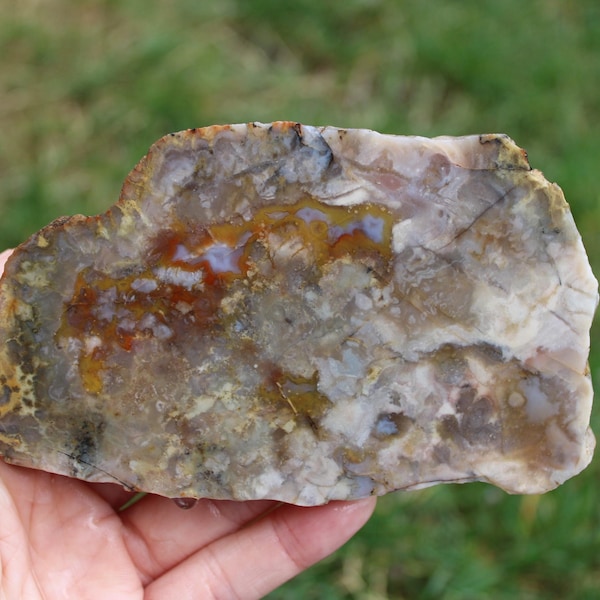 Coprolite - Etsy