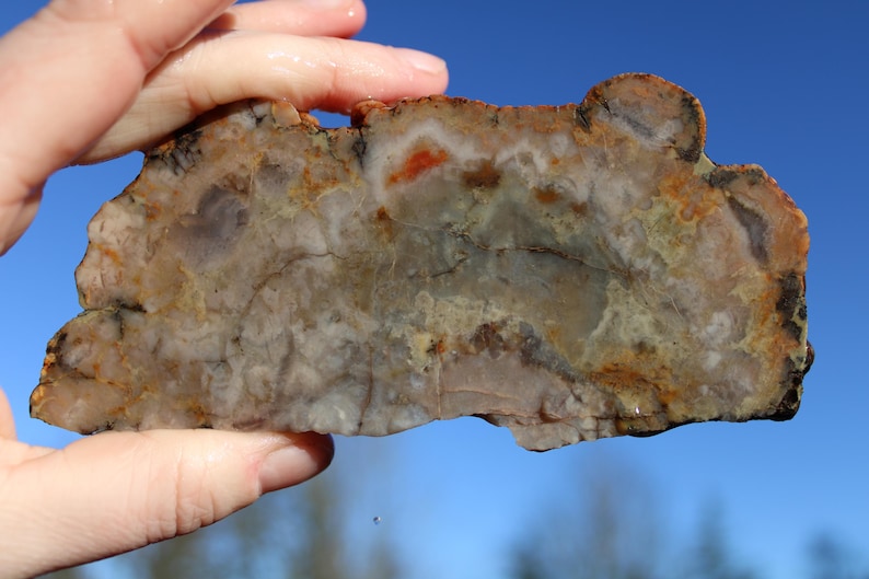 Coprolite Unpolished Slab From Utah | 117 Grams - Etsy
